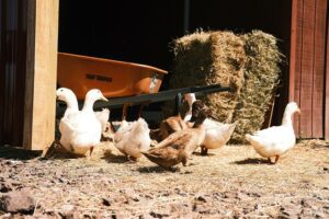 Gallery – Goldscheins Homestead