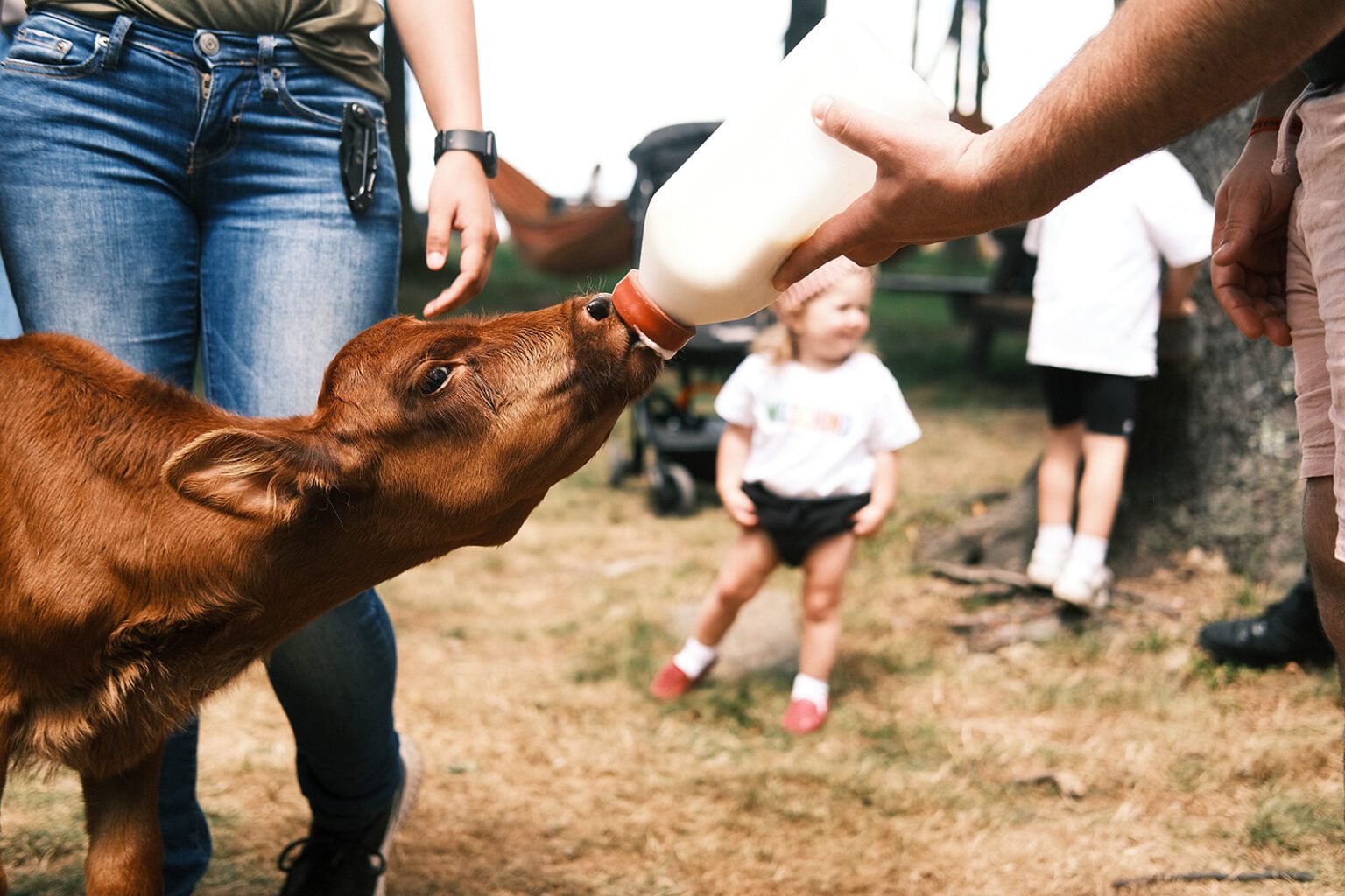 Gallery – Goldscheins Homestead