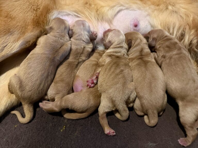 Golden Retriever Puppies – Goldscheins Homestead